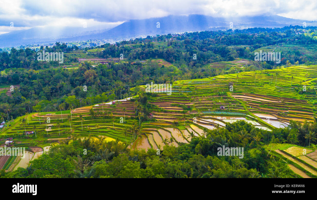 Ubud rice terraces. Bali, Indonesia Stock Photo - Alamy
