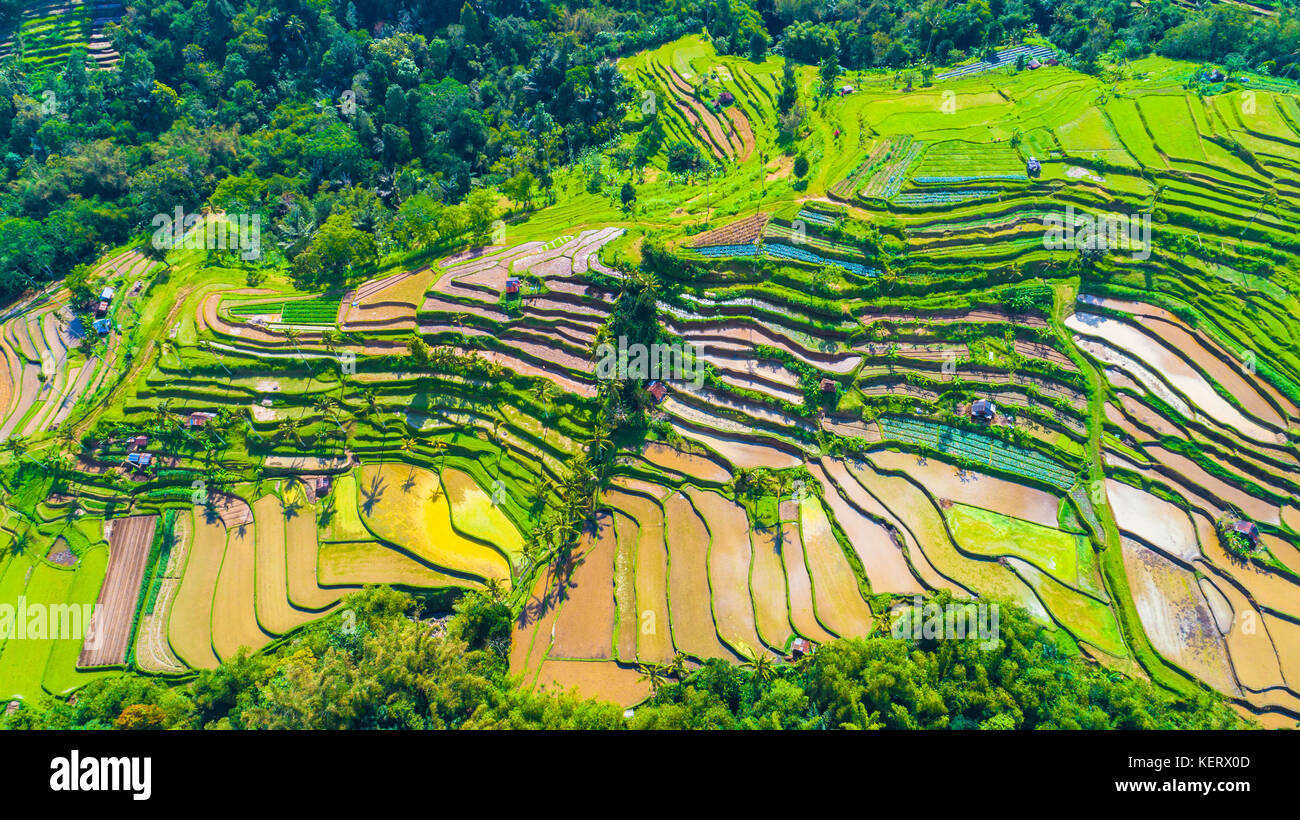 Ubud rice terraces. Bali, Indonesia Stock Photo - Alamy