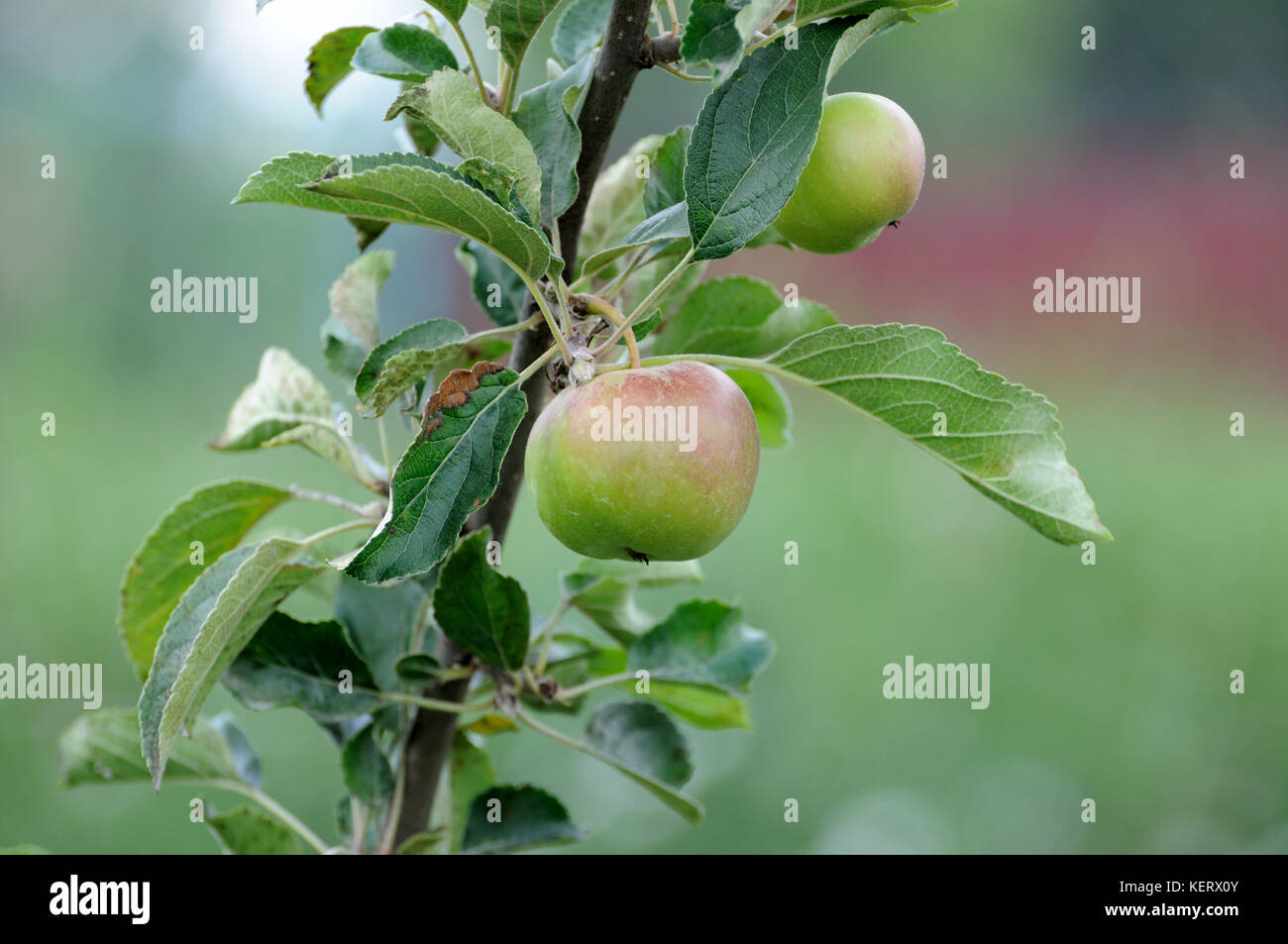 Apple on a tree branch Stock Photo - Alamy