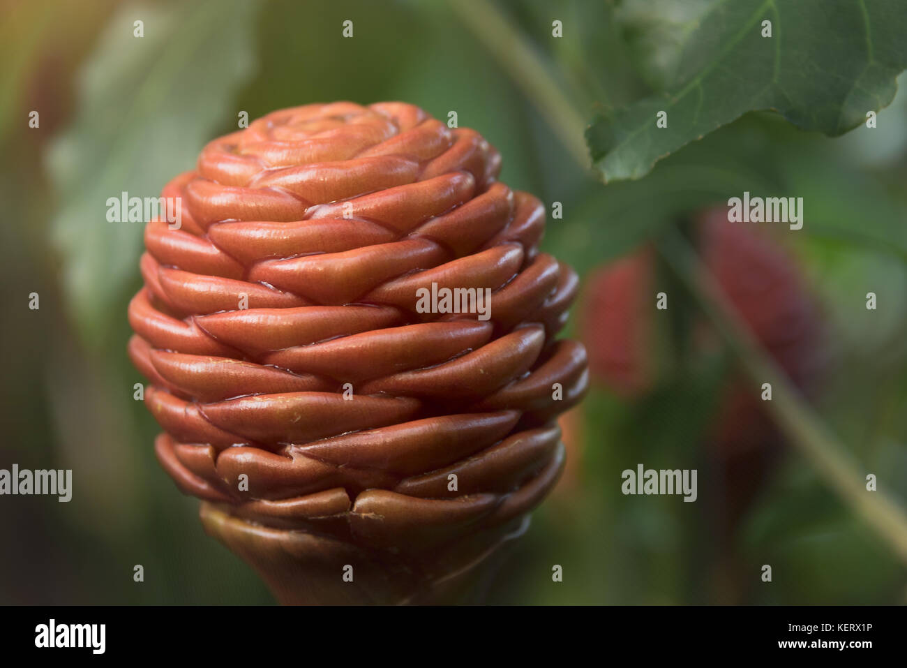 Zingiber spectabile is a species of true ginger, native to Maritime ...