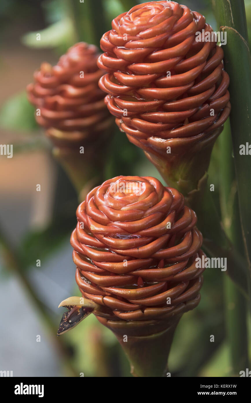 Zingiber spectabile is a species of true ginger, native to Maritime ...