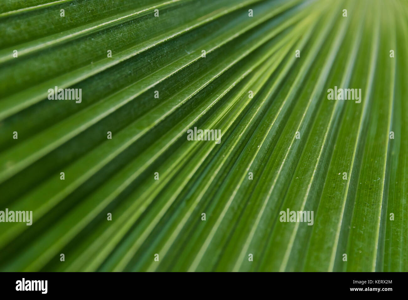 Pritchardia pacifica, or the Fiji Fan Palm, is a species of palm tree ...