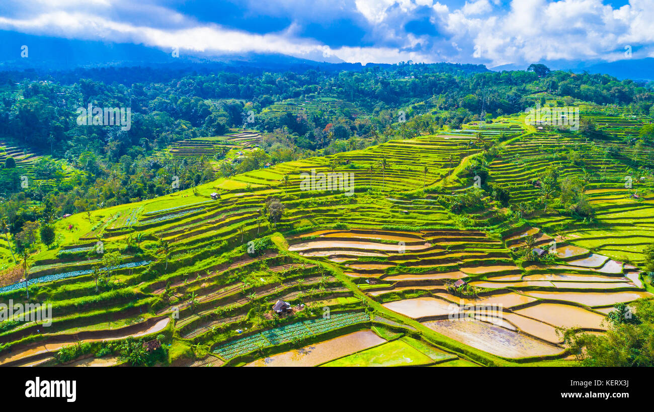 Ubud rice terraces. Bali, Indonesia Stock Photo - Alamy