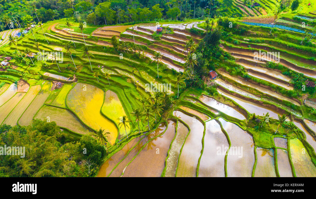 Ubud rice terraces. Bali, Indonesia Stock Photo - Alamy