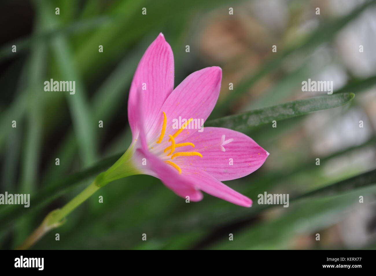 Pink Lilly Flower Stock Photo - Alamy