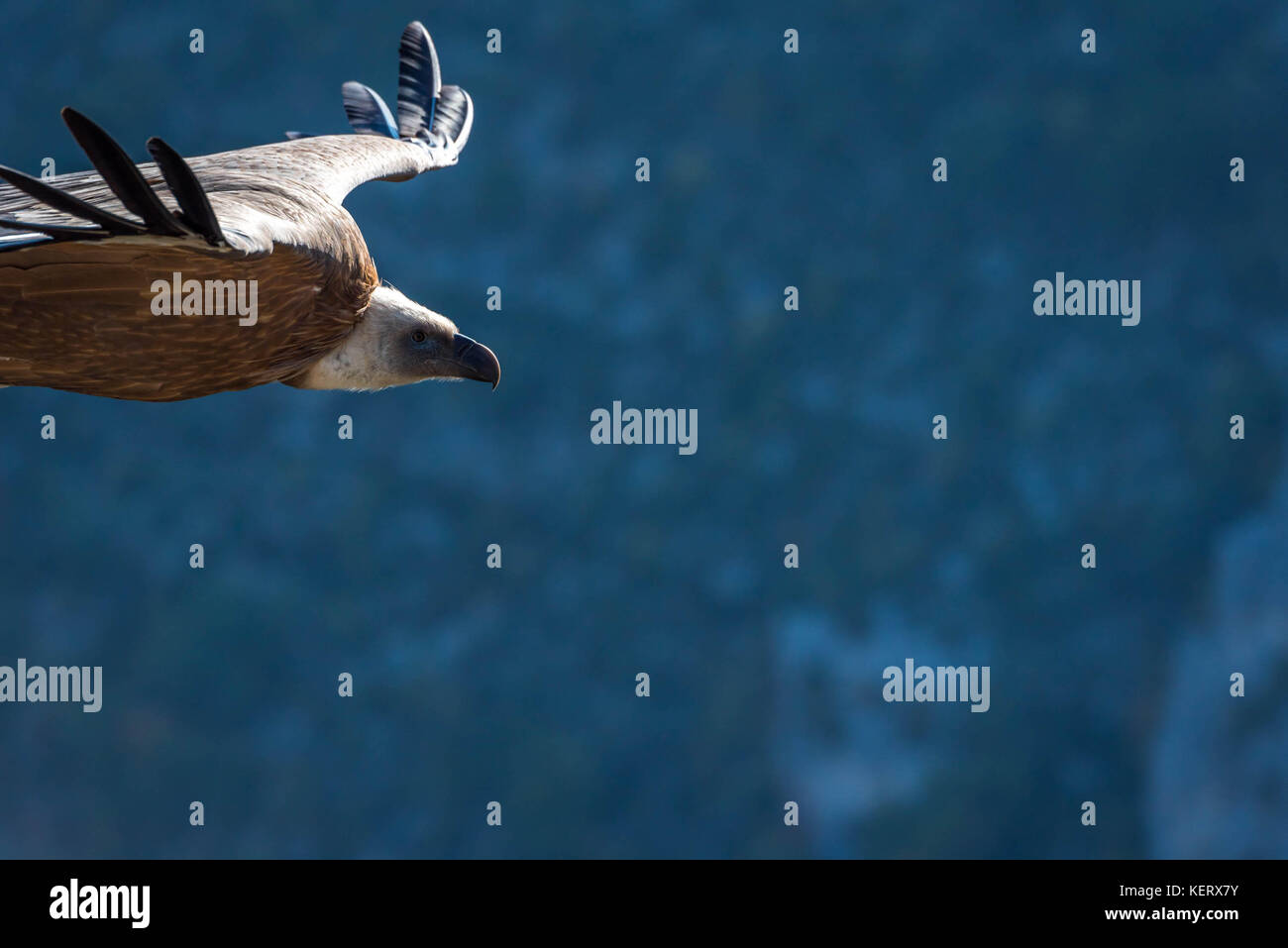 A griffon vulture in flight Stock Photo - Alamy
