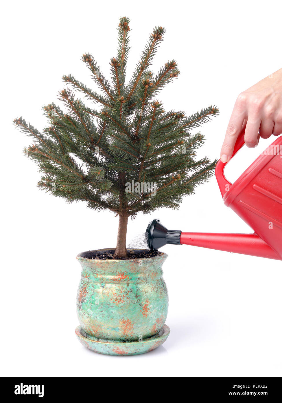 Potted miniature spruce tree being watered with watering can over white ...