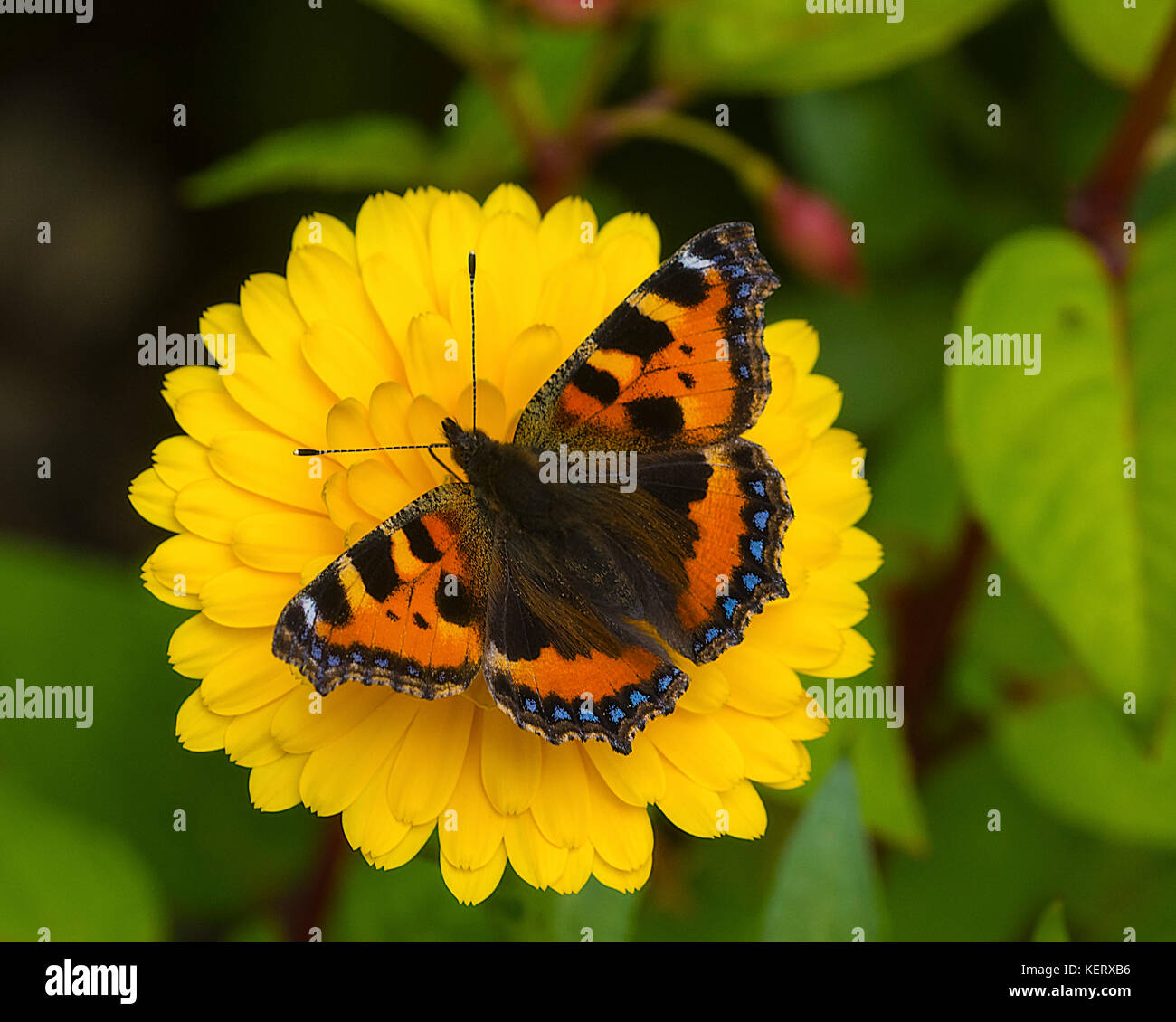 Small tortoiseshell butterfly hi-res stock photography and images - Alamy