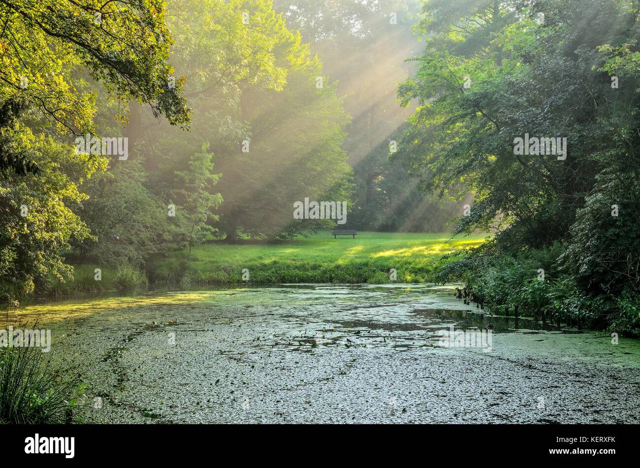 Beautiful summer morning landscape. Pond with sunshine in the urban ...