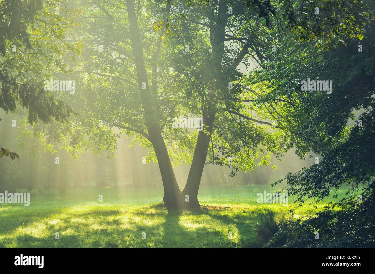 Summer morning landscape. Tree in the park in the sun Stock Photo - Alamy