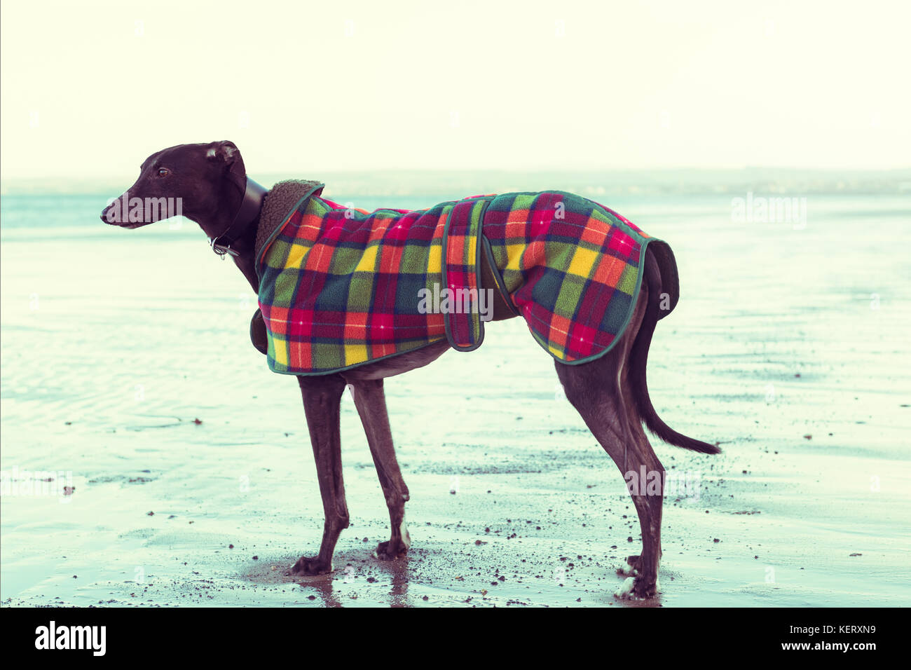Greyhound on the beach, Scotland. Colorised filter effect image Stock ...
