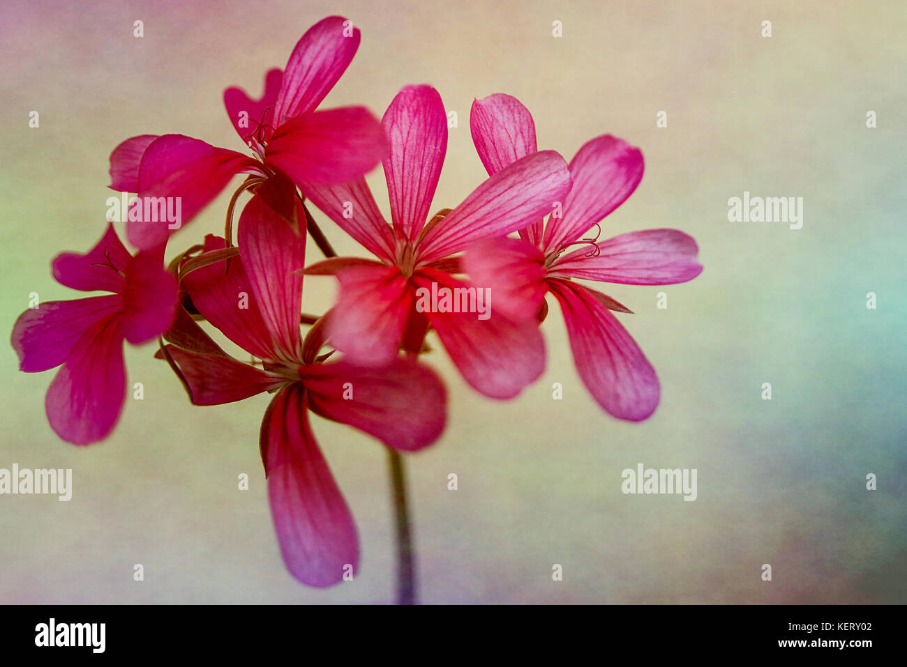 Purple pink muscat hi-res stock photography and images - Alamy