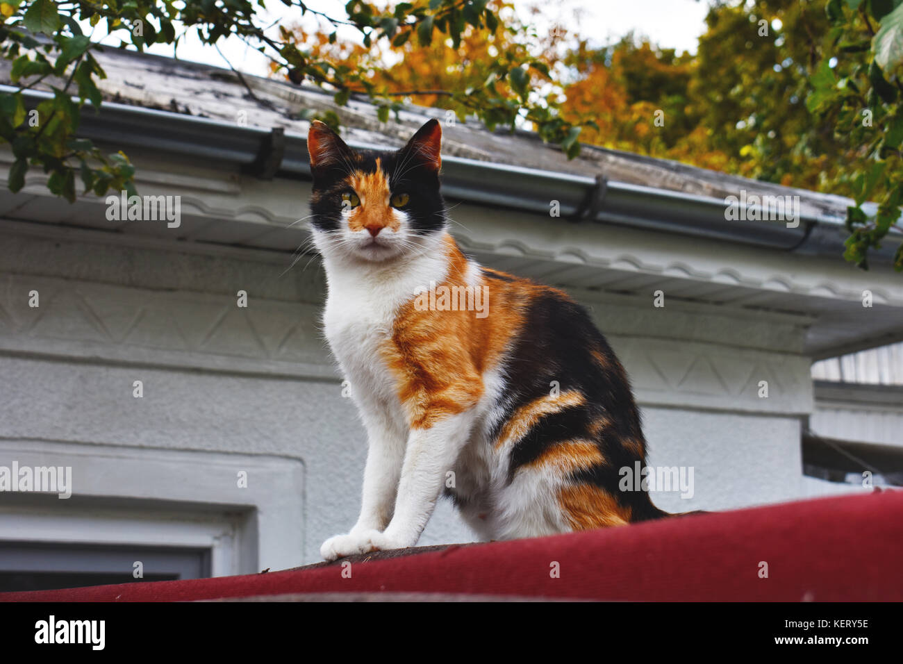 Cat colours hi-res stock photography and images - Alamy