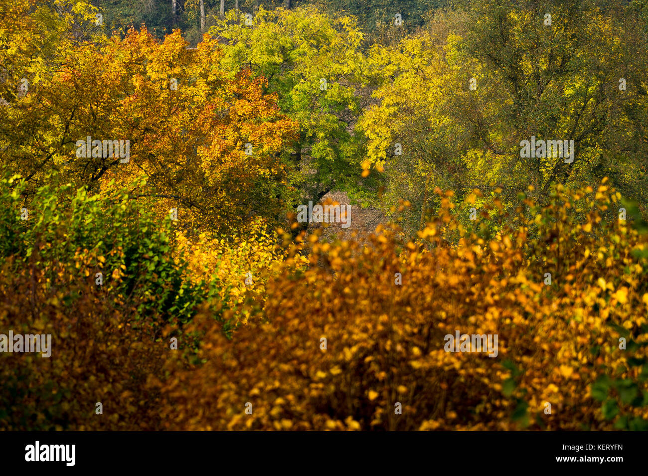 English landscape palace park design by Peter Joseph Lenne in ...