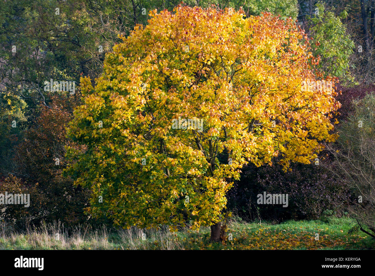 English landscape palace park design by Peter Joseph Lenne in Ostromecko, Poland. 15 October ...