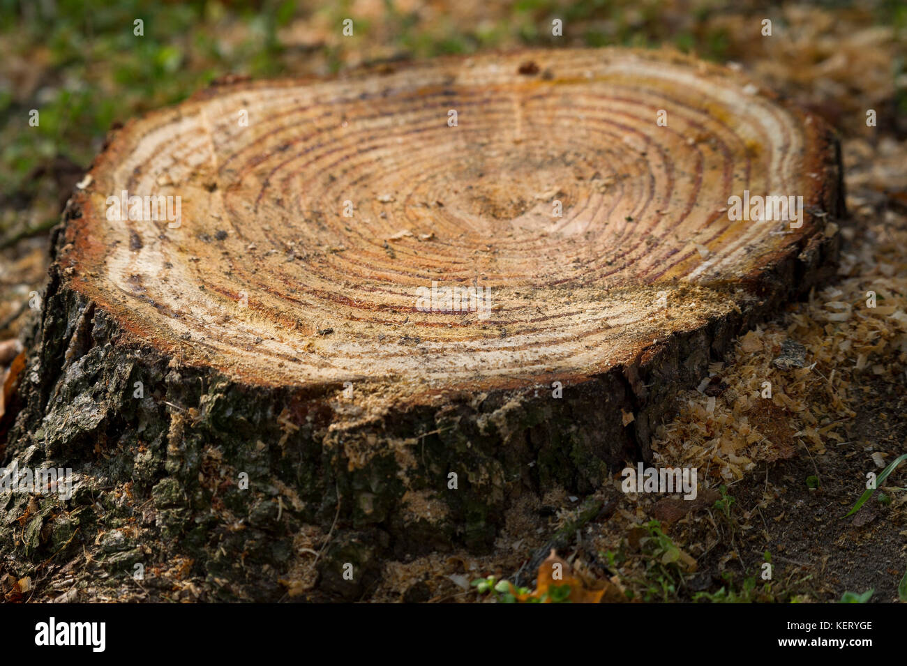 Cut tree in landscape palace park in Ostromecko, Poland. 15 October ...