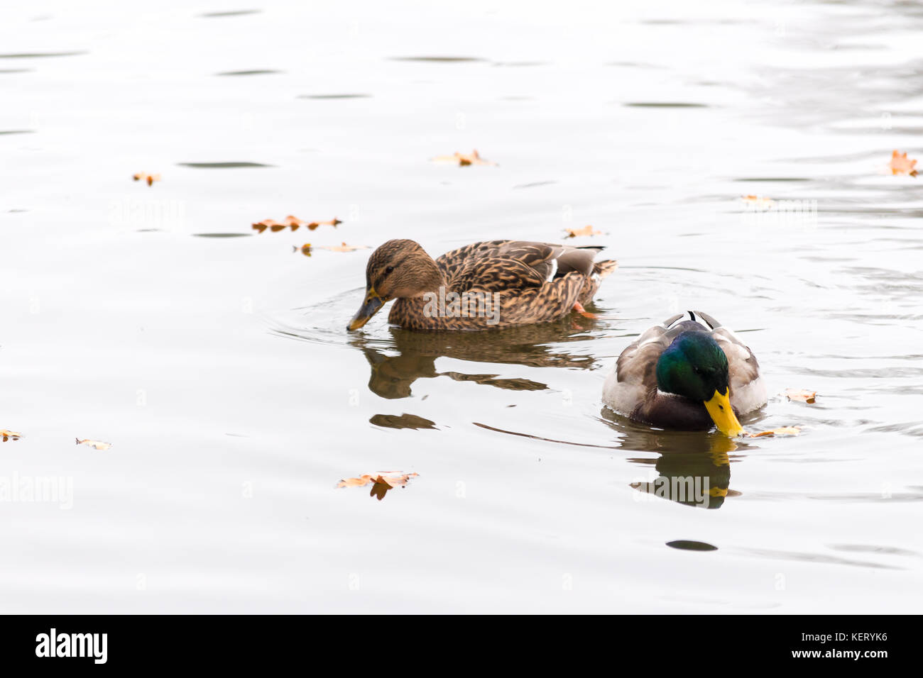 Pair of ducks swimming on a water. High key photography Stock Photo - Alamy