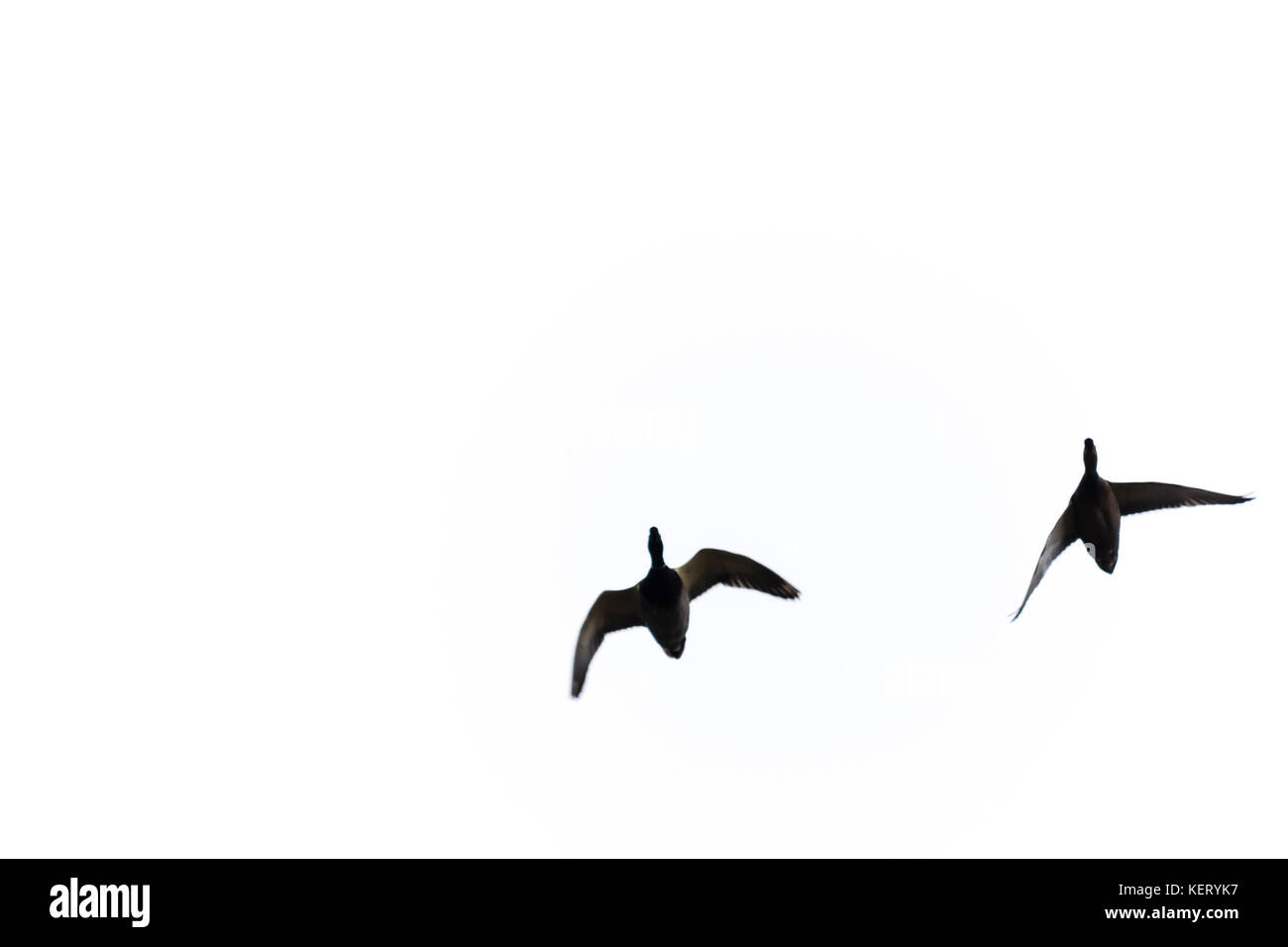 Ducks flying in the air, the view from bottom to the top. Isolated ...