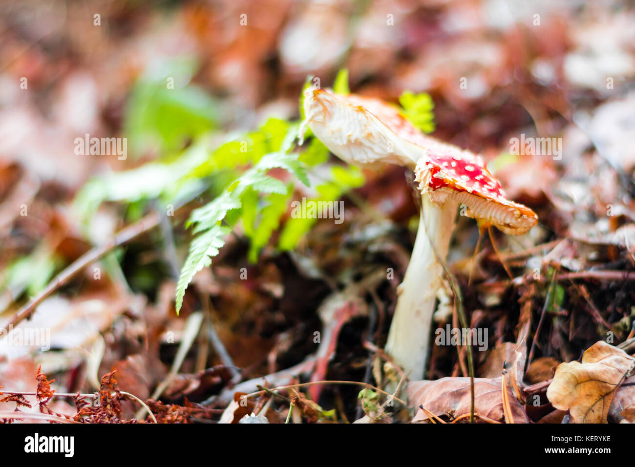 Nice red poisonous fungus on the ground in a forest. Also known as fly ...