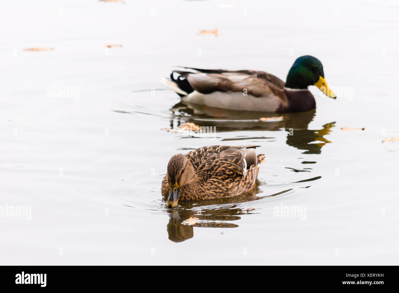 High key photography hi-res stock photography and images - Alamy