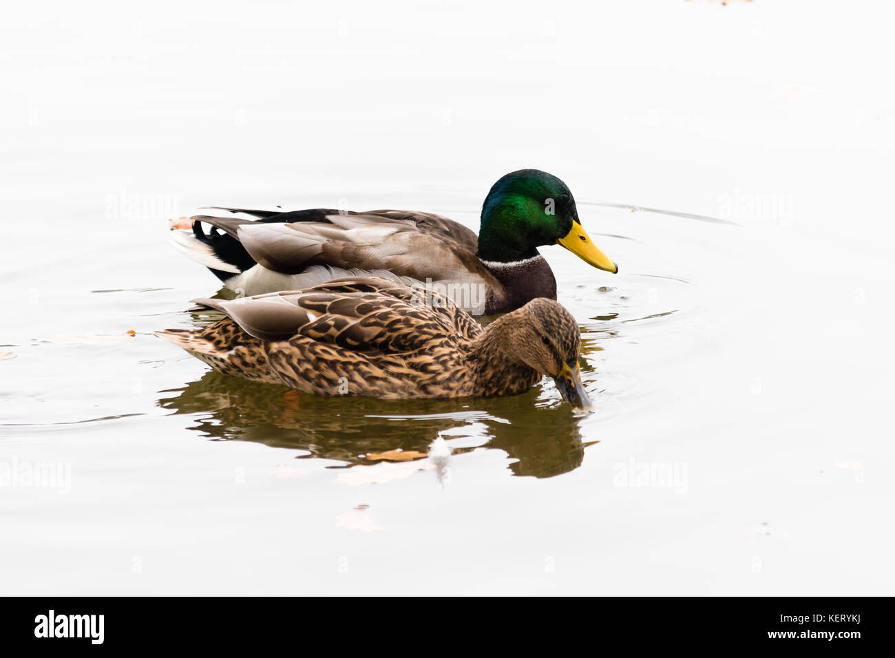 Pair of ducks swimming on a water. High key photography Stock Photo - Alamy