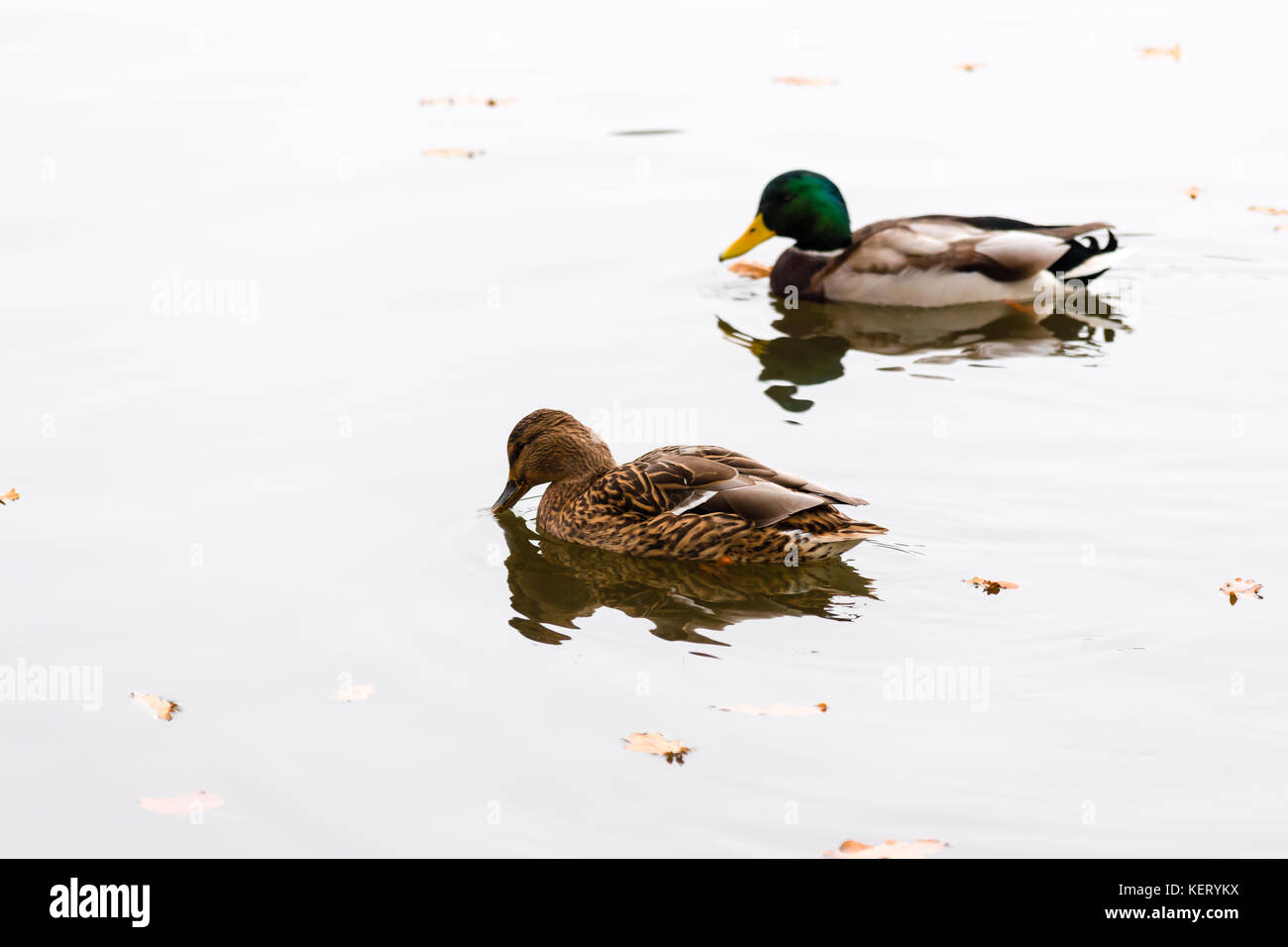 Pair of ducks swimming on a water. High key photography Stock Photo - Alamy