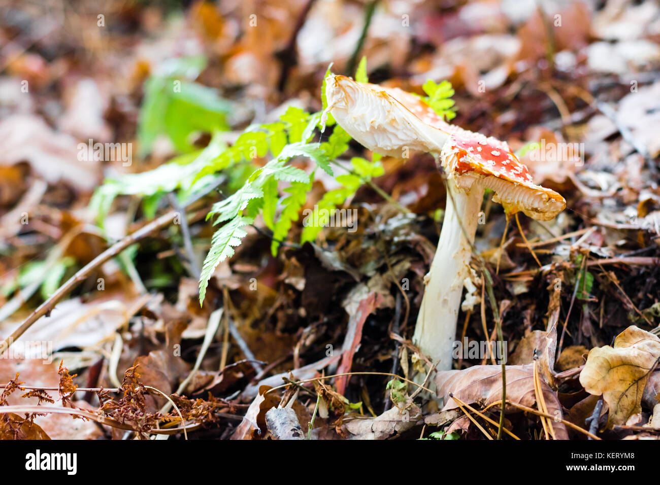 Nice red poisonous fungus on the ground in a forest. Also known as fly ...