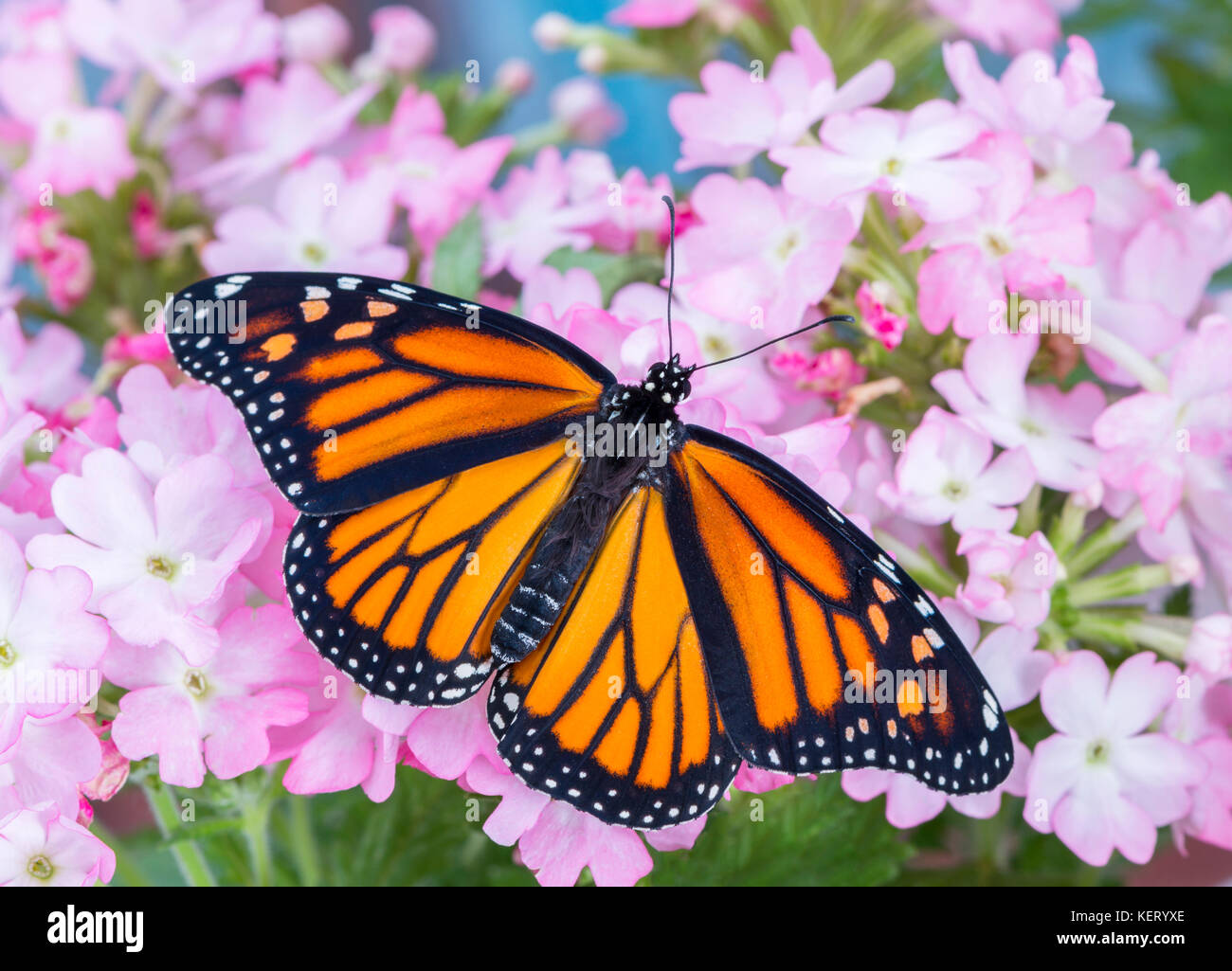 Monarch butterflies resting on flowers hi-res stock photography and ...