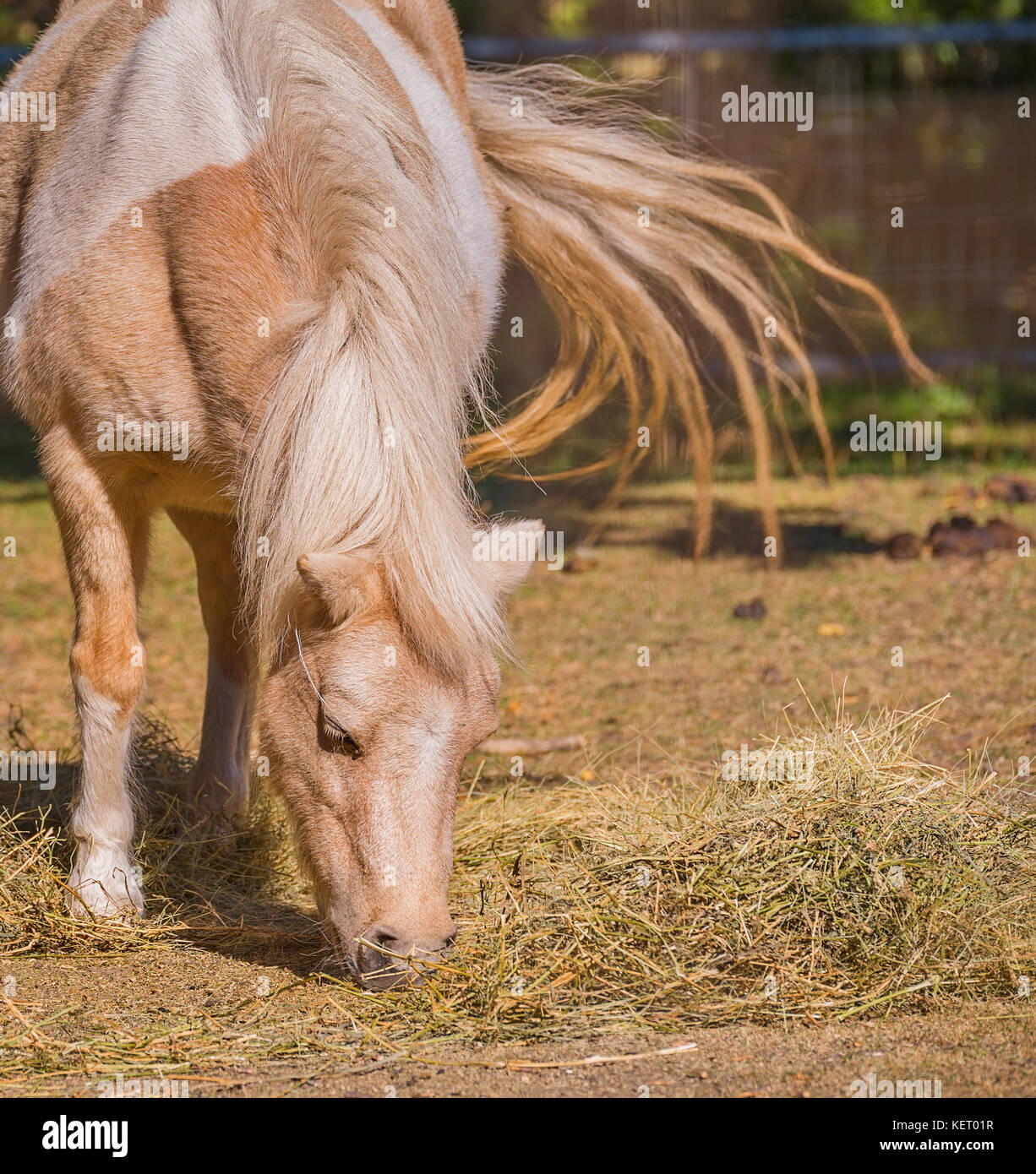 Pony eating straw while flicking its tail Stock Photo - Alamy
