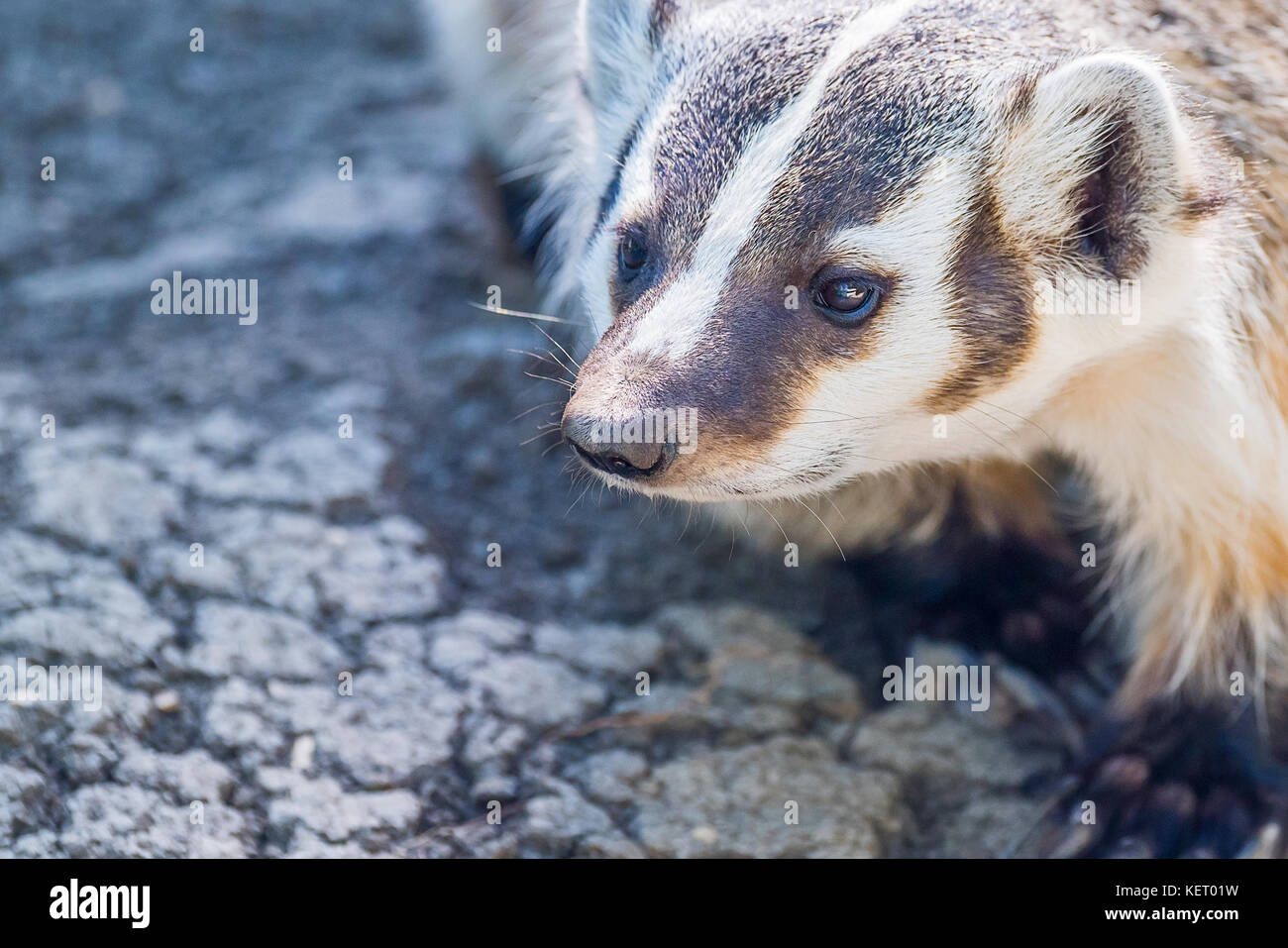 Badger Close Up High Resolution Stock Photography and Images - Alamy