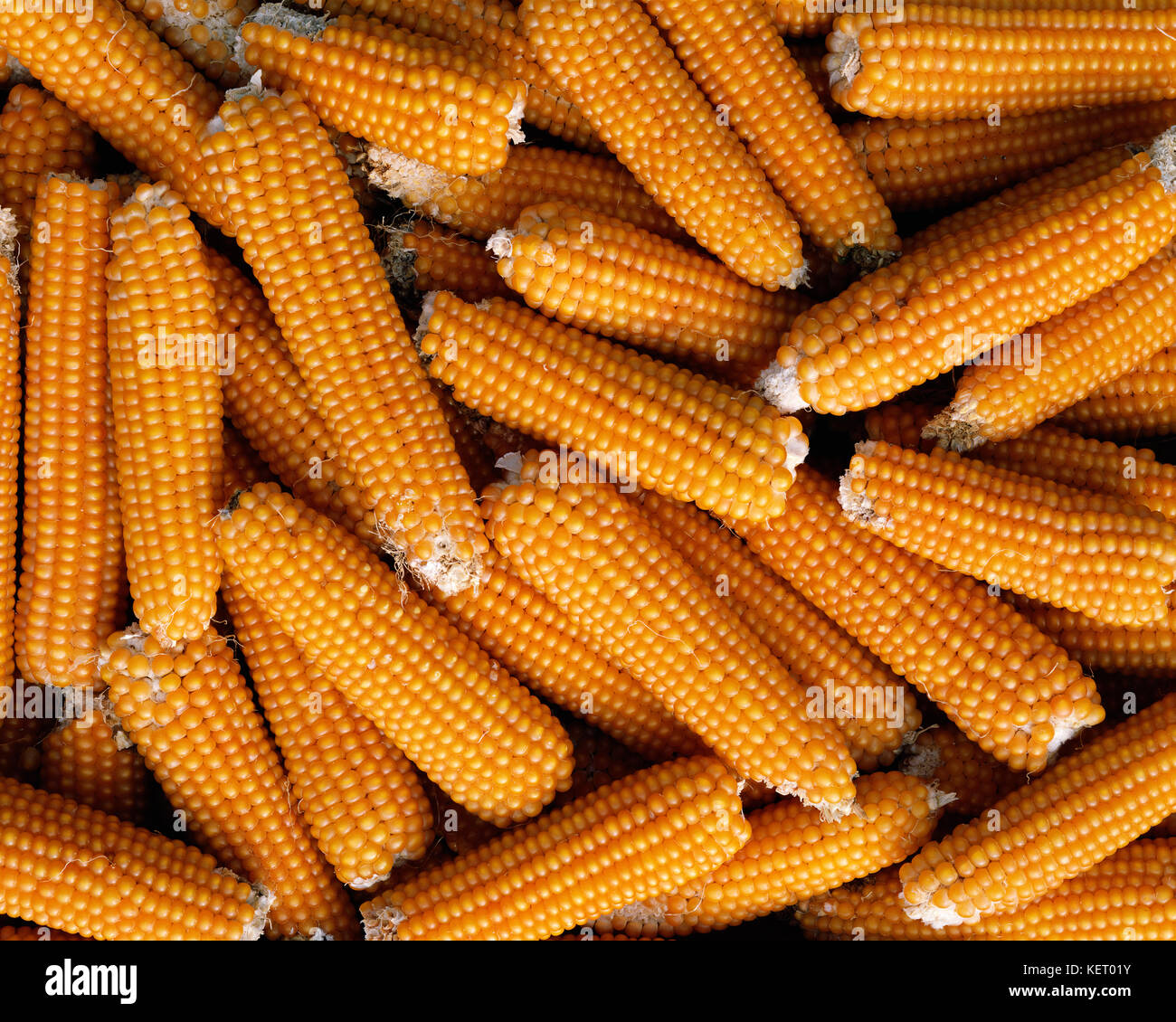 Ear harvest hi-res stock photography and images - Alamy