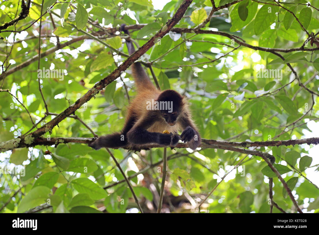 Young Spider Monkey (Ateles geoffroyi), Poponjoche Trail, Pachira Lodge ...