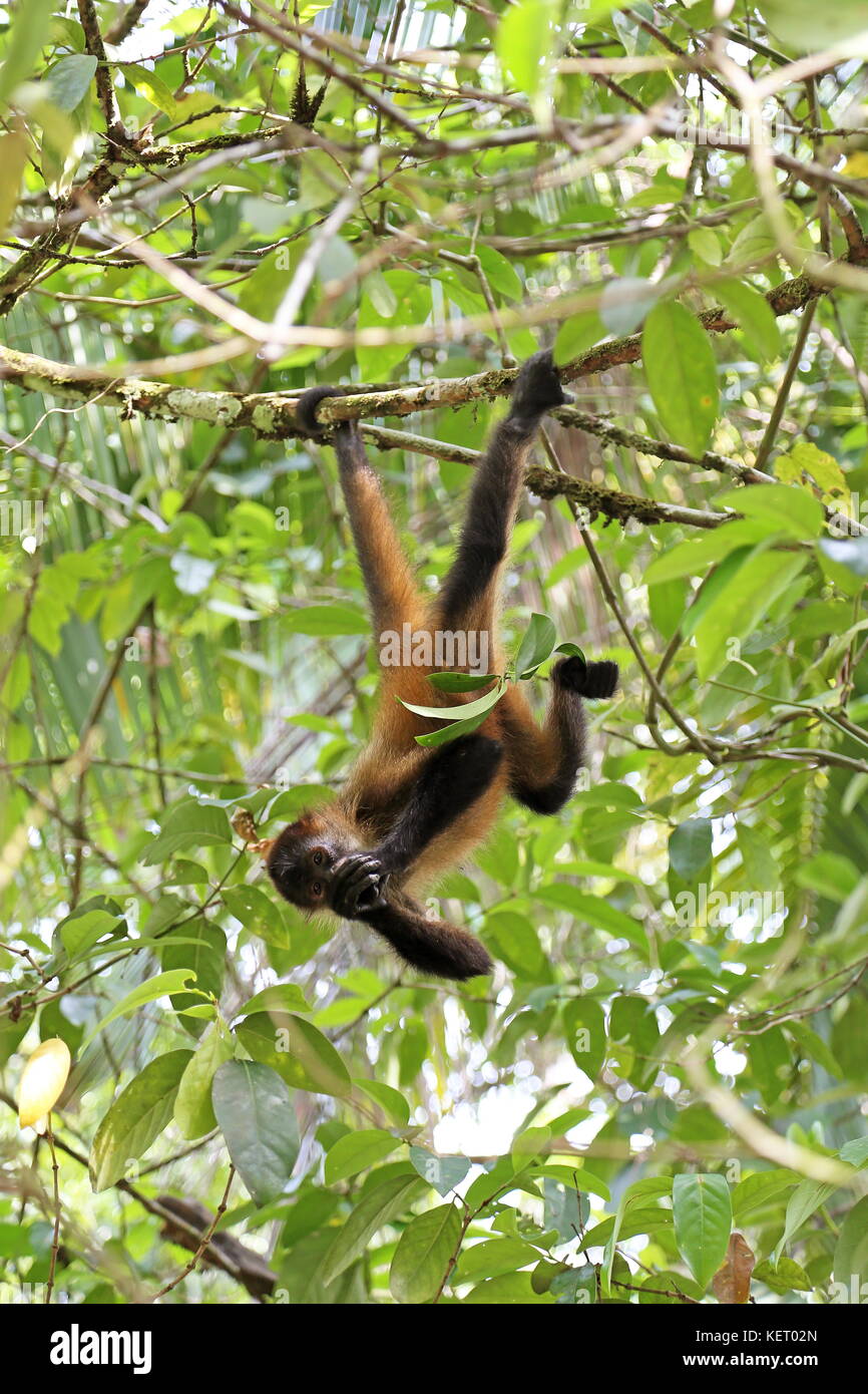 Young Spider Monkey (Ateles geoffroyi), Poponjoche Trail, Pachira Lodge ...