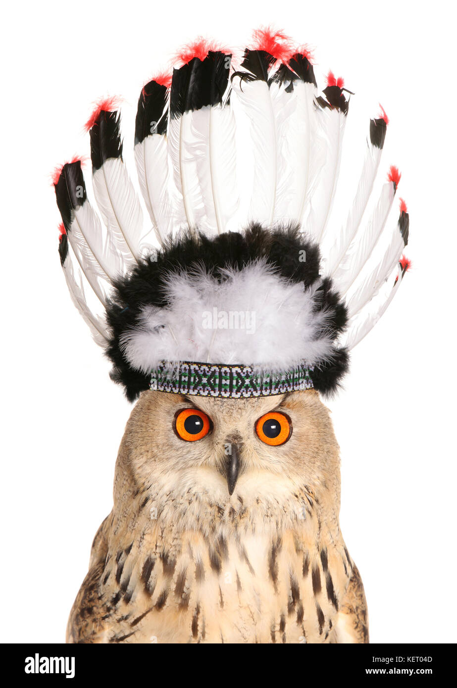 owl wearing red indian chief head feathers Stock Photo - Alamy