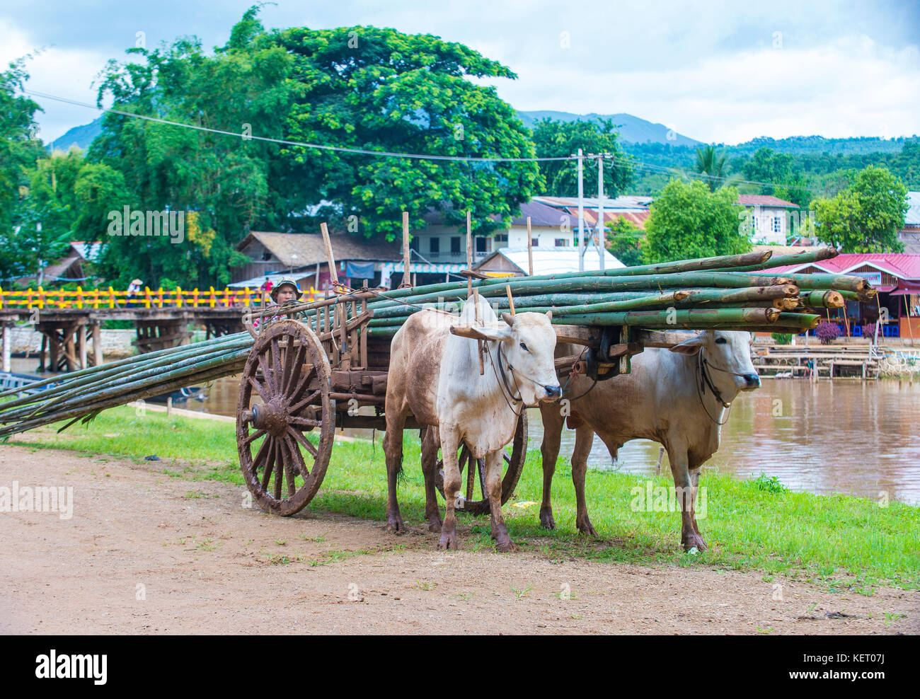 Burmese farmer riding ox cart in Shan state Myanmar Stock Photo - Alamy