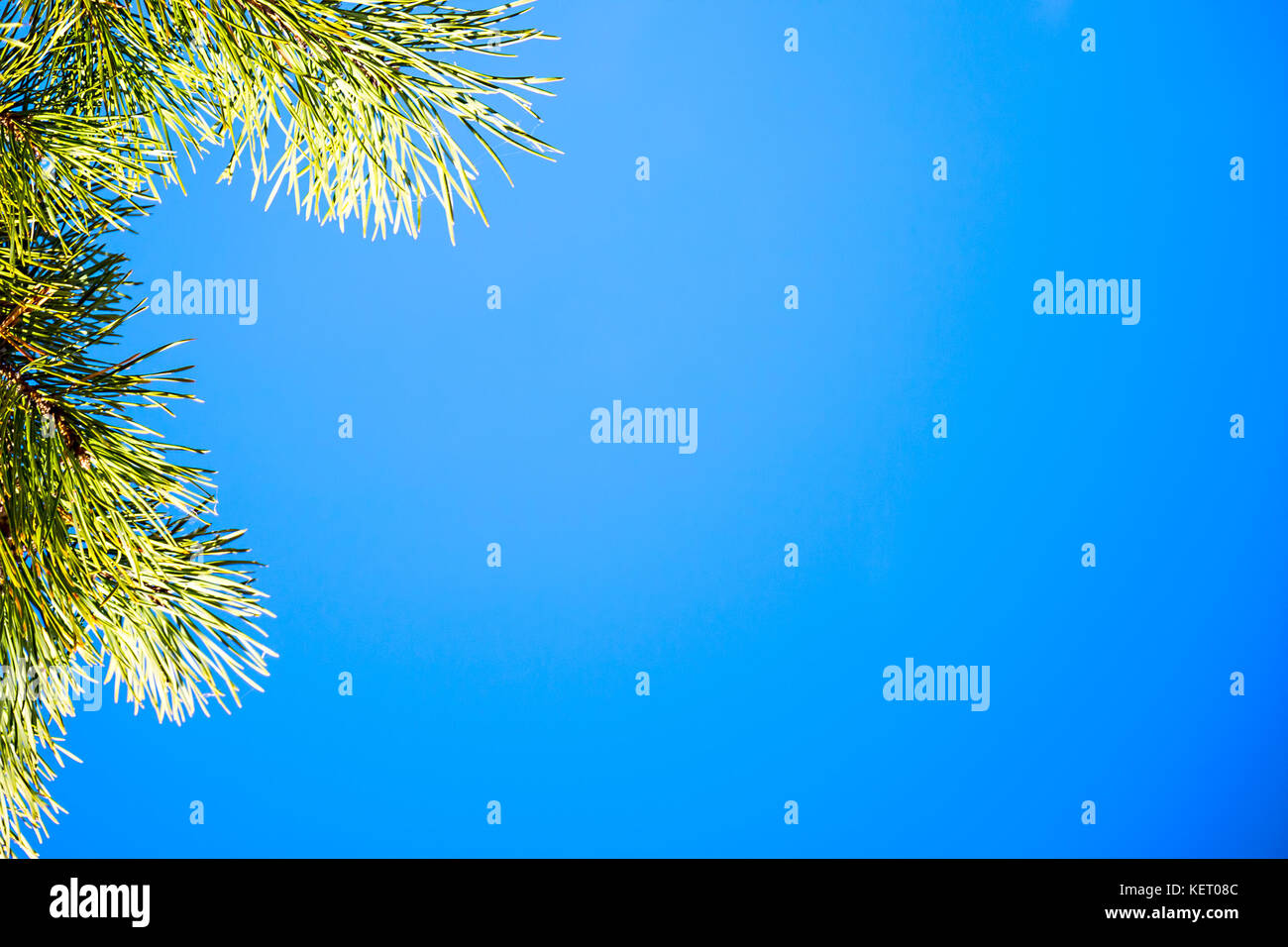 Pine branch on blue sky Stock Photo - Alamy