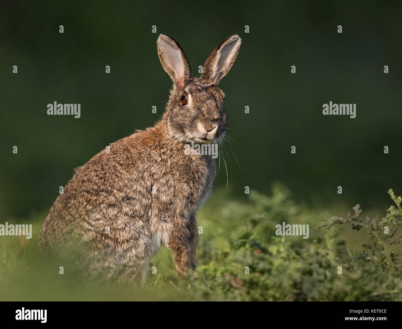 Rabbit (Oryctolagus cuniculus) in Fields Near Formby, Southport ...