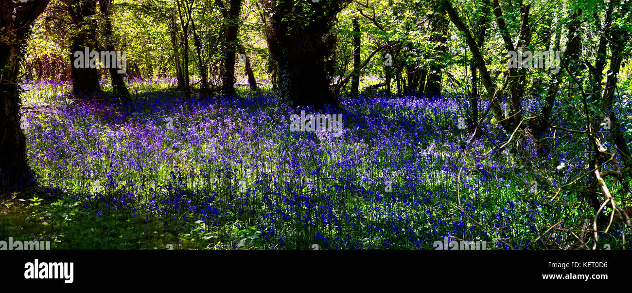 Bluebell wood - sunlight and shade Stock Photo - Alamy