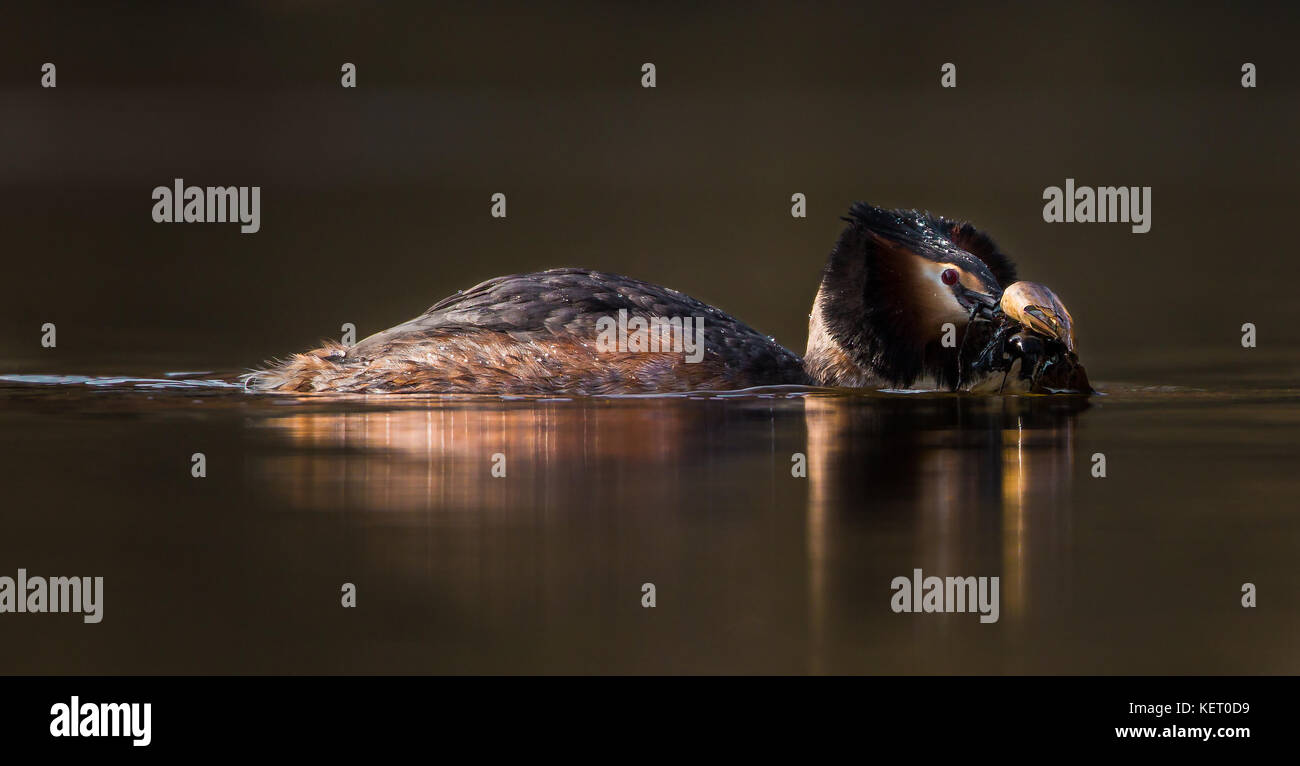 Great Crested Grebe on lake nest building, England, UK Stock Photo - Alamy