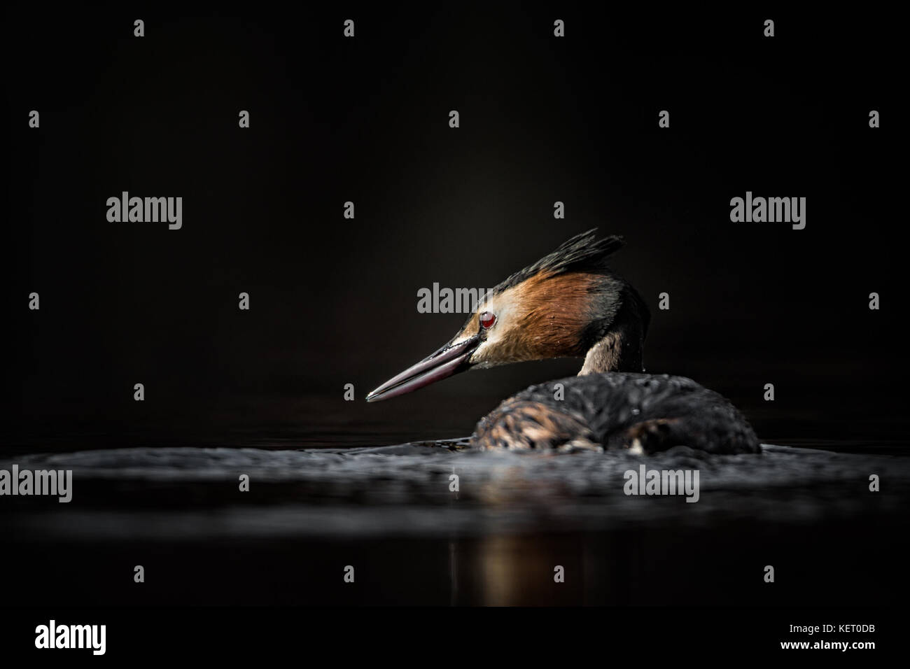 Great Crested Grebe on lake, England, UK Stock Photo - Alamy