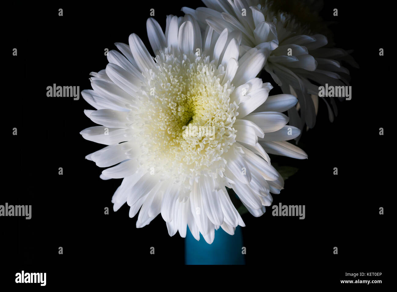 Spiders and disbuds flowers Stock Photo - Alamy