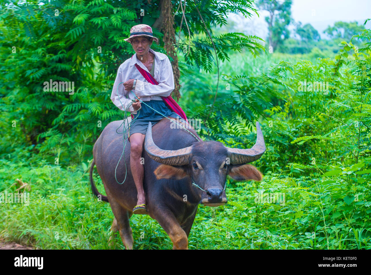 Burmese farmer riding buffalo in Shan state Myanmar Stock Photo - Alamy