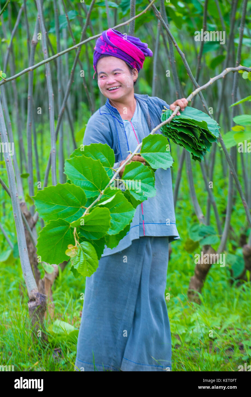 Burmese farmer working on a field in Shan state Myanmar Stock Photo - Alamy