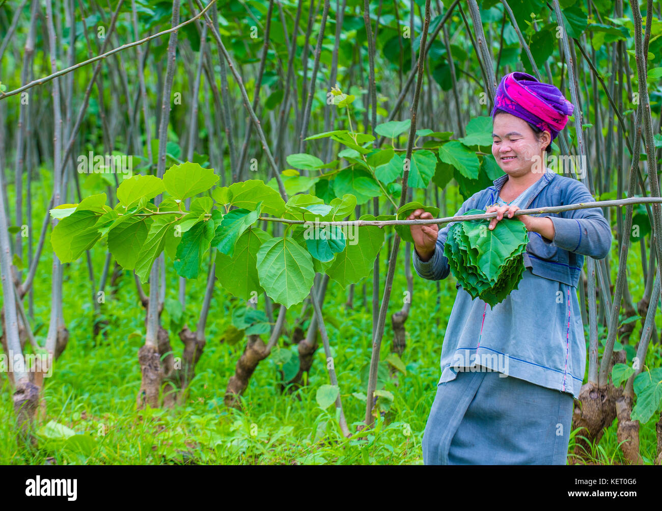 Burmese farmer working on a field in Shan state Myanmar Stock Photo - Alamy