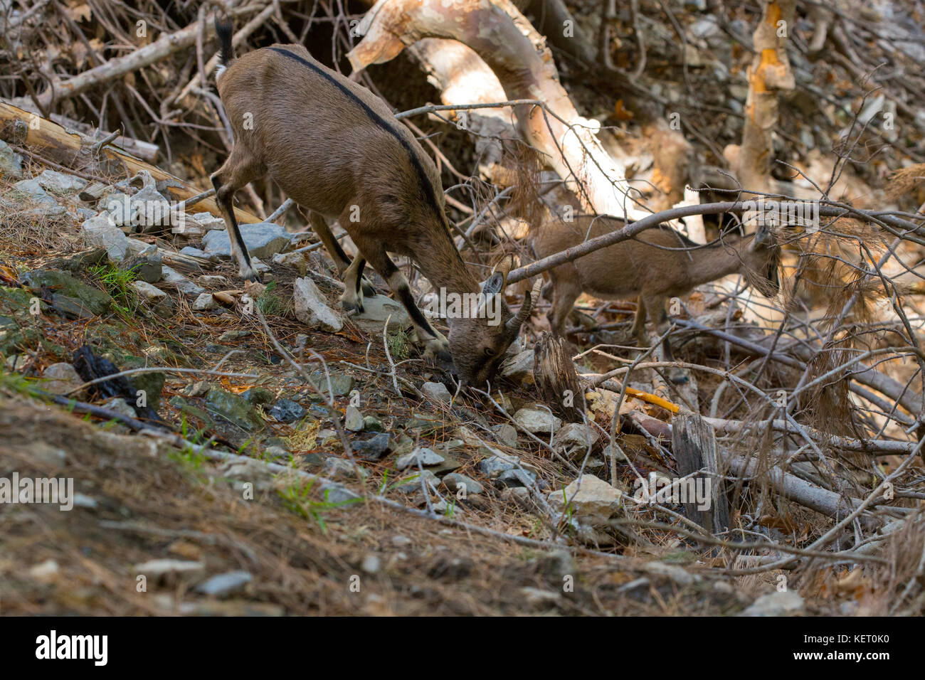 Wild cretan goats kri hi-res stock photography and images - Alamy
