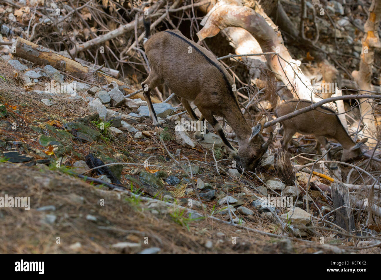 Cretan wild goat kri-kri Stock Photo - Alamy