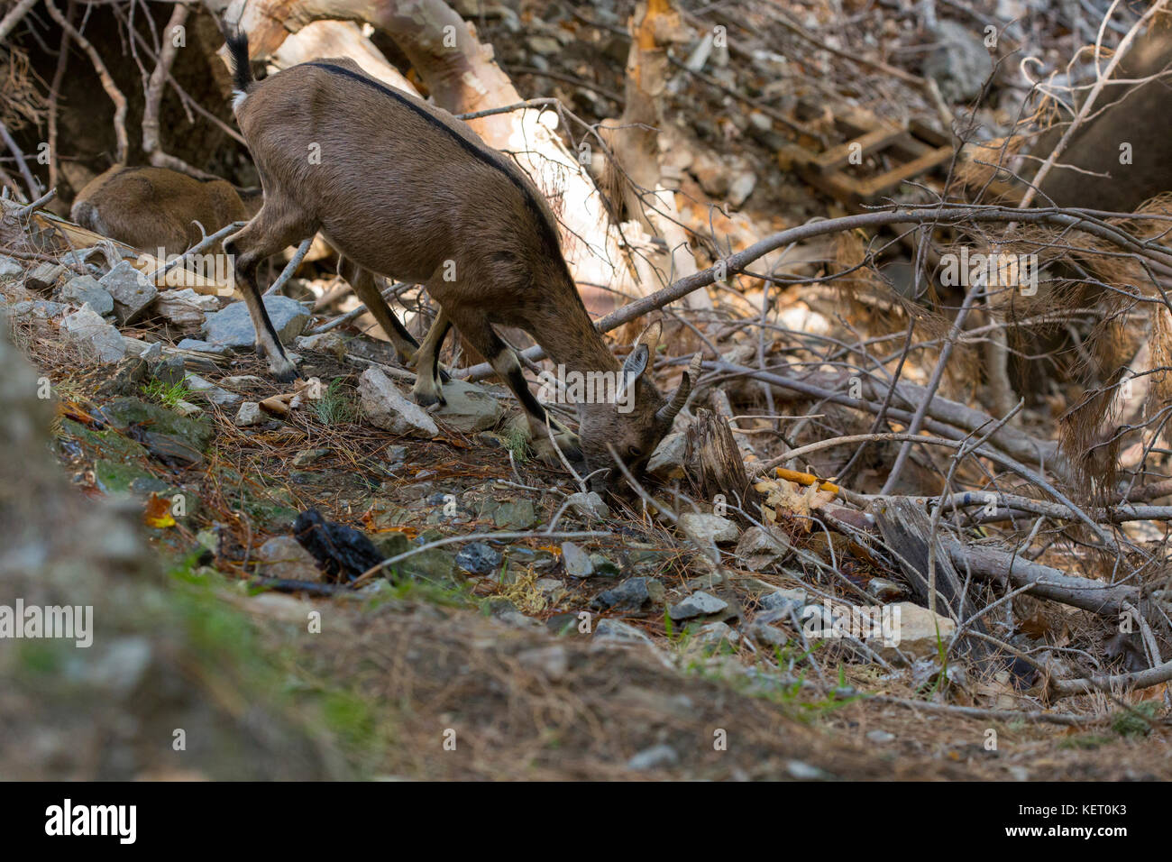 Cretan wild goat kri-kri Stock Photo - Alamy