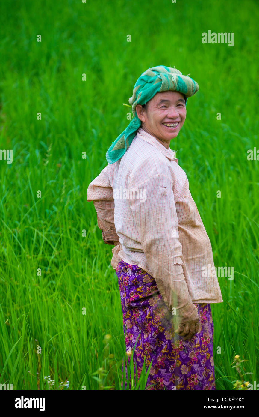 Burmese farmer working at a rice field in Shan state Myanmar Stock ...