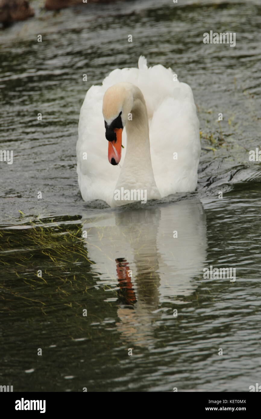 The swan reflection Stock Photo - Alamy