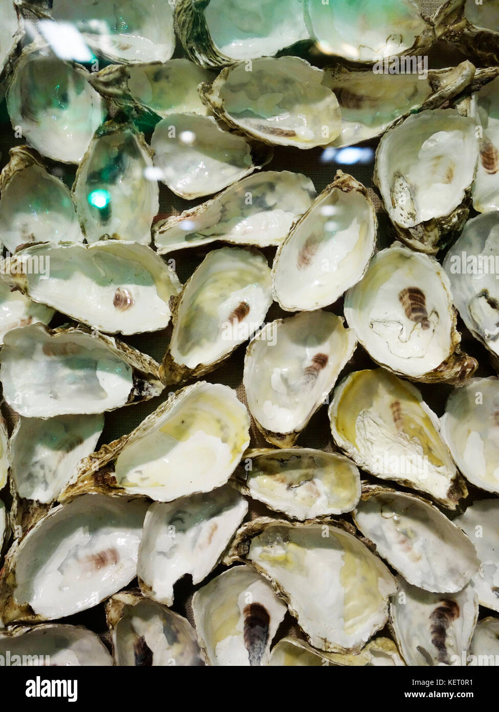 Shell collage hi-res stock photography and images - Alamy